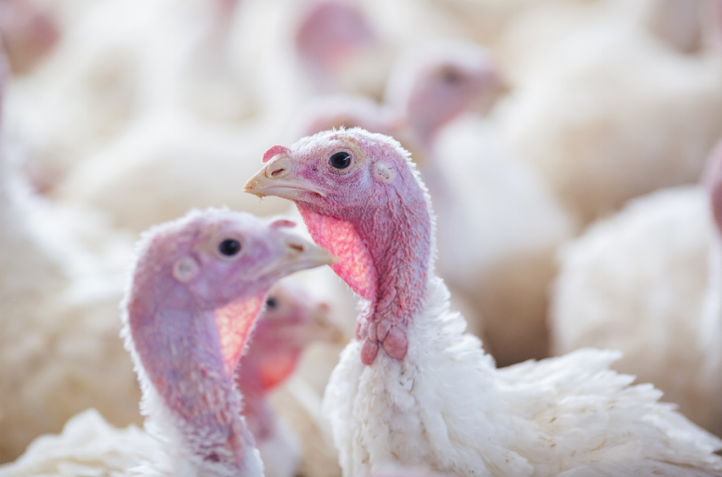 Des volailles elevees dans le respect de la nature, des animaux et de l ...